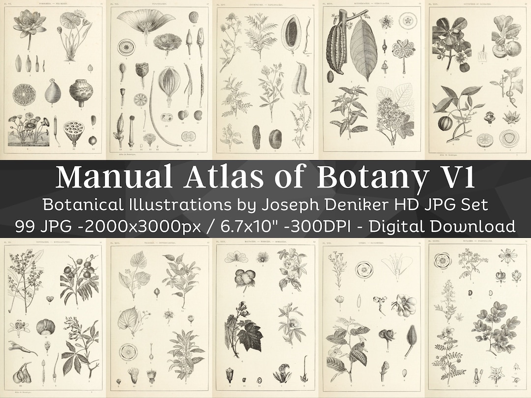 Botanical Manual Atlas 99 Illustration Set 1 | Botany Images Medicinal ...