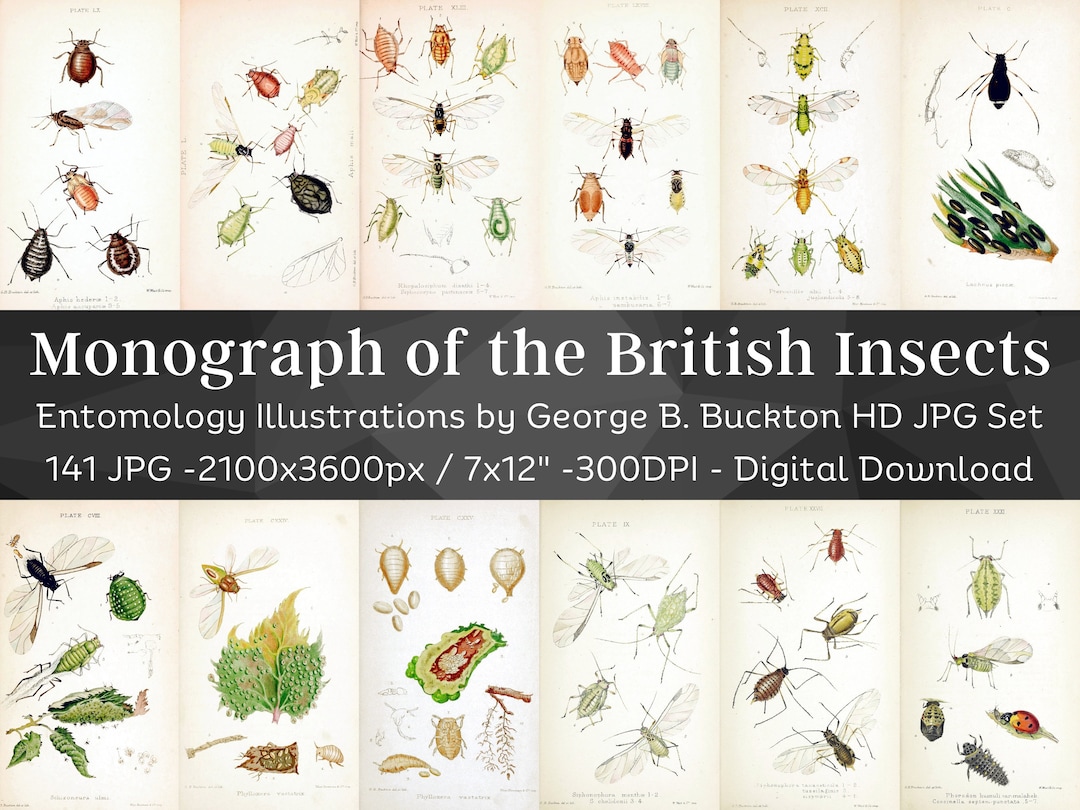 Monograph of the British Insects Entomology 141 HD Images| Bug Beetle ...
