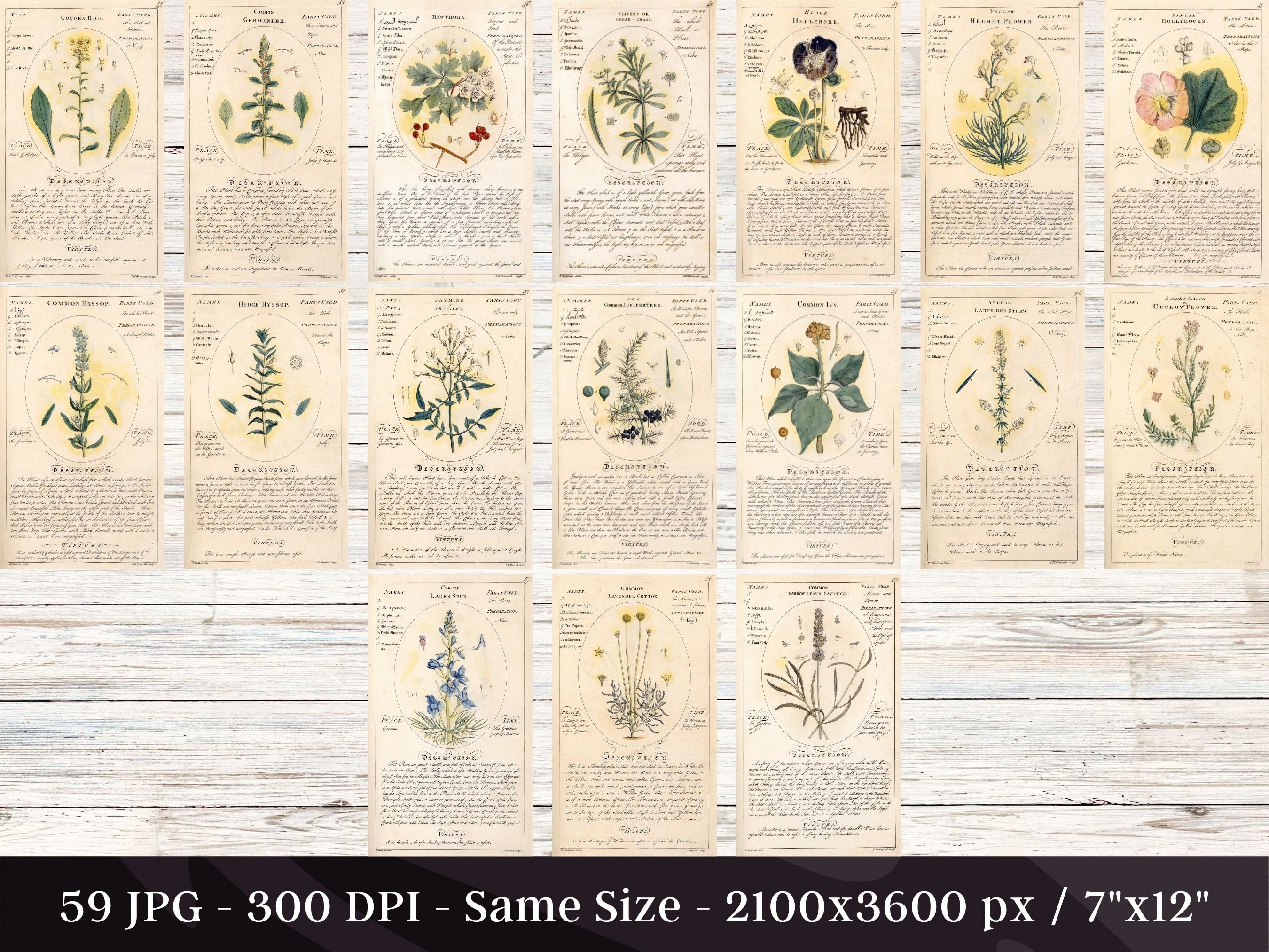 Botanicum Medicinale Herbs Description & Uses 59 HQ Vintage ...