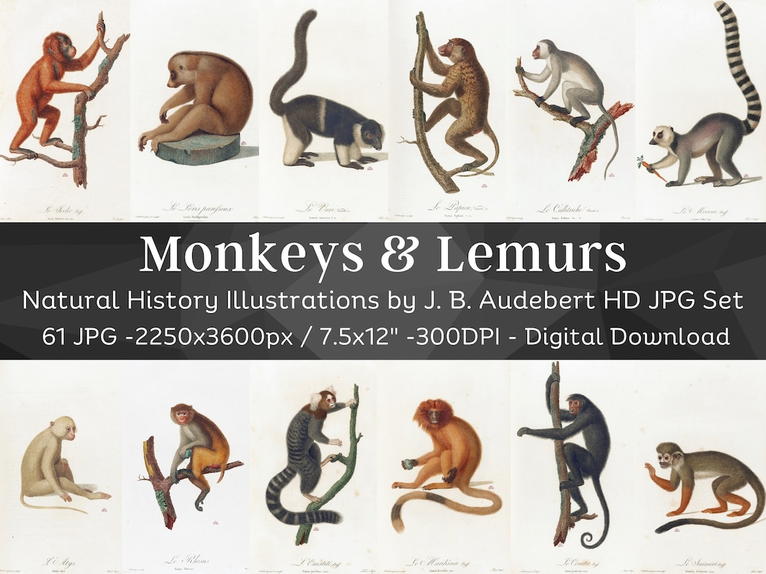 Natural History of Monkeys & Lemurs 61 HD Images | Nursery Clipart ...