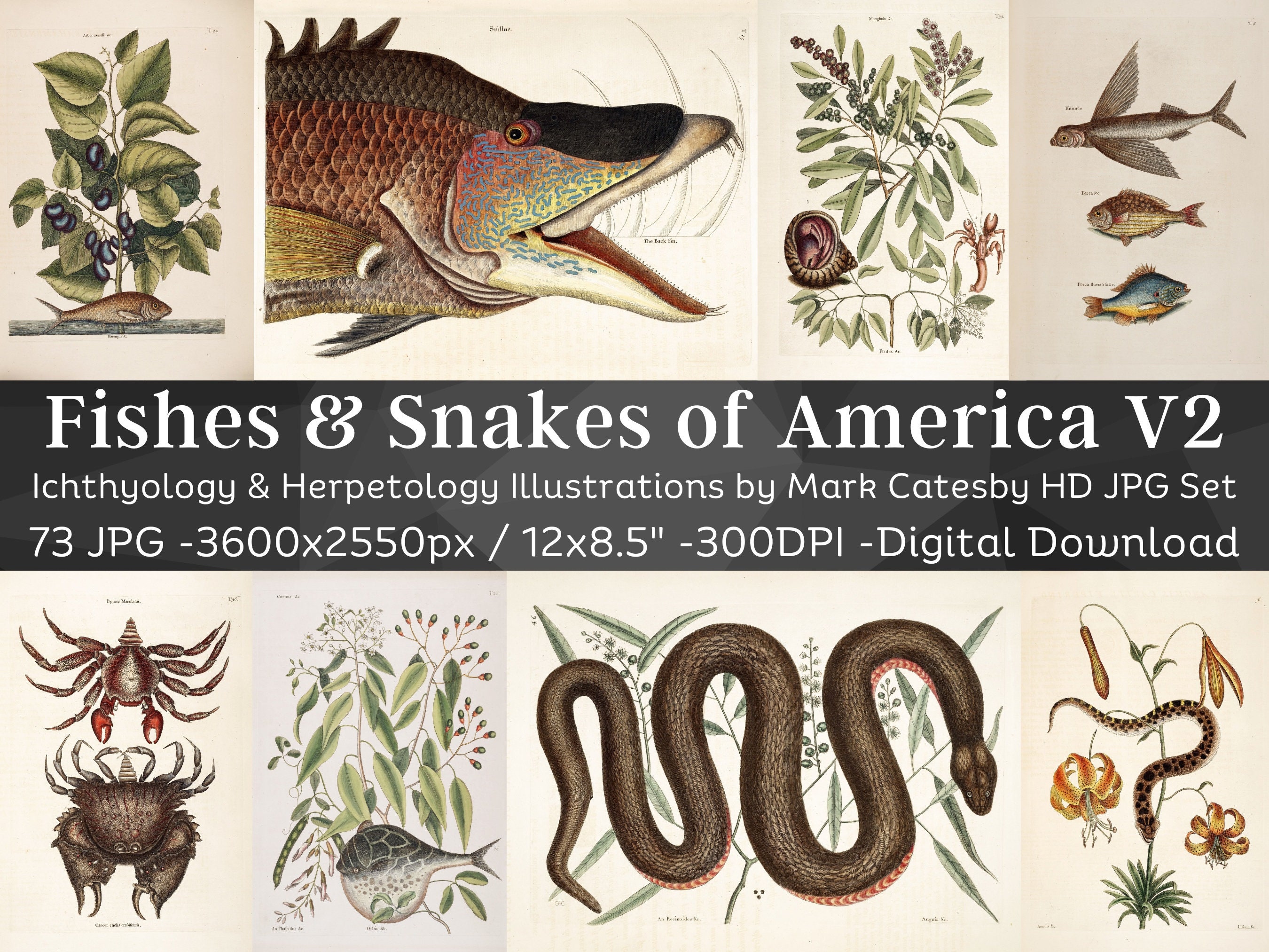 Fishes & Snakes of America 73 HD Images V2 Big Digital - Etsy