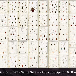 Entomology or Natural History of Insects 121 HD Images V1 | Bug, Beetle ...