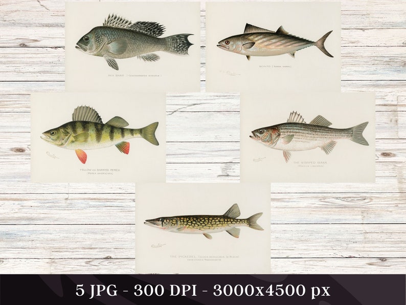 5 HQ Printable Fishes of North America Fish Illustrations - Etsy