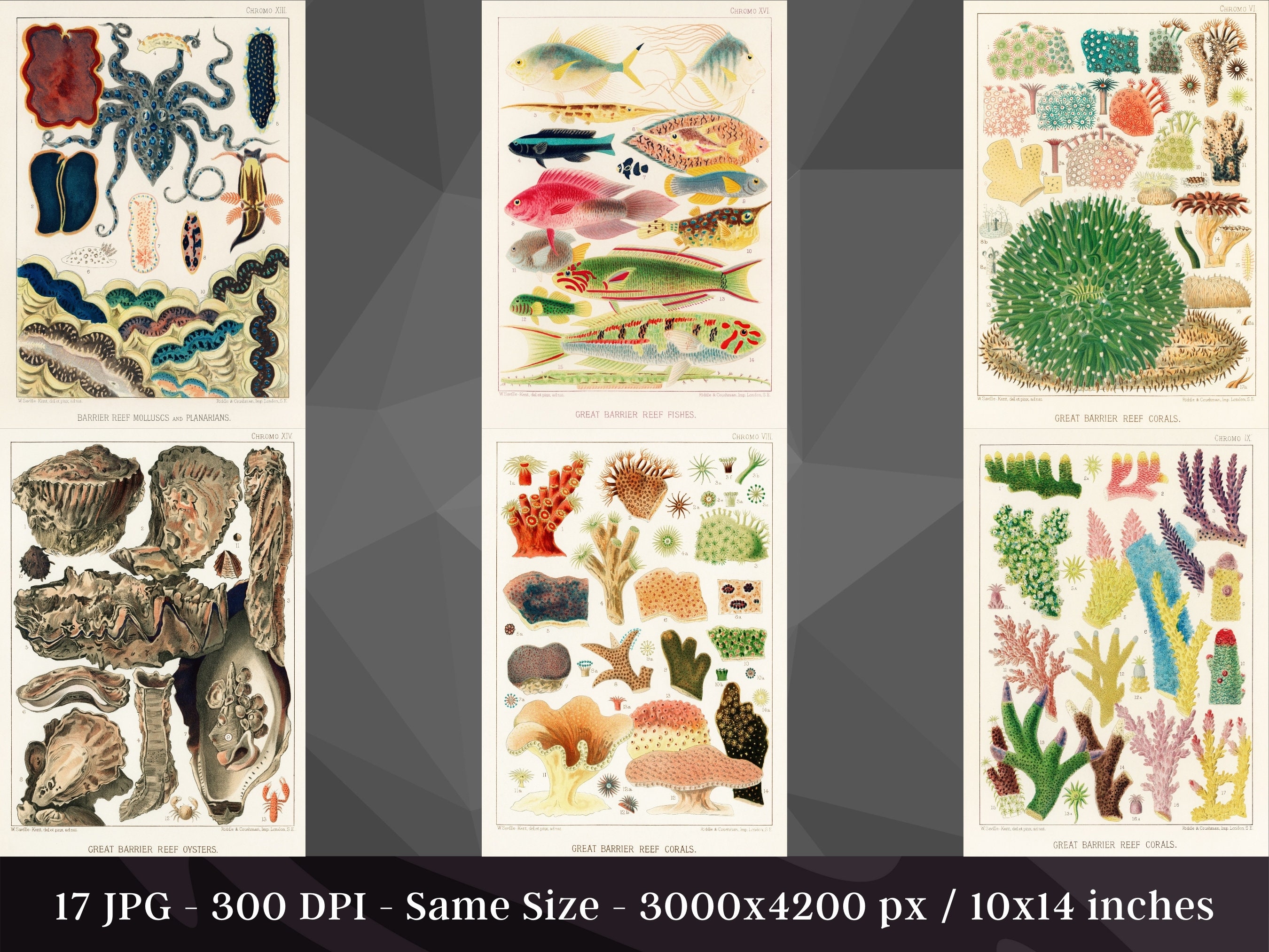 The Great Barrier Reef of Australia by William Saville-kent - Etsy