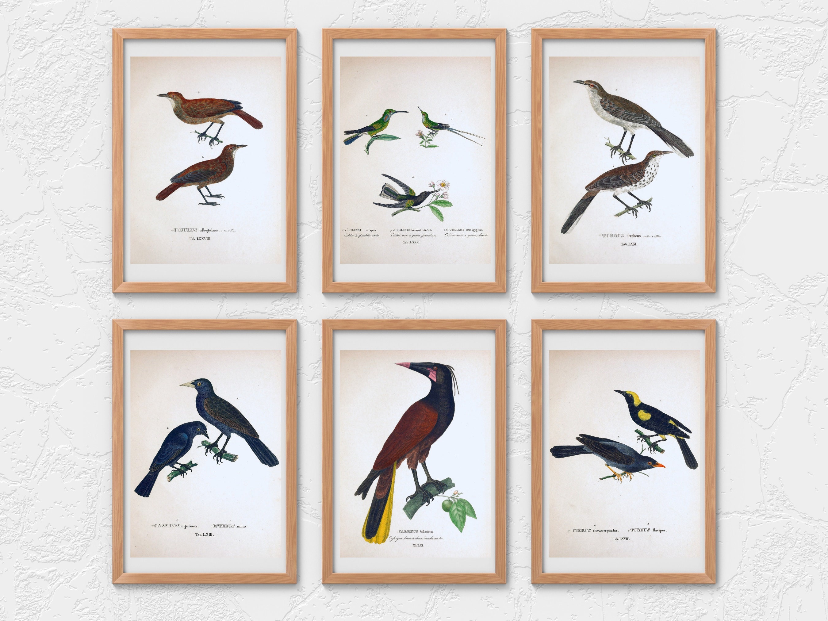 New Species of Birds 52 HD Images V2 Ornithological Old Folio - Etsy