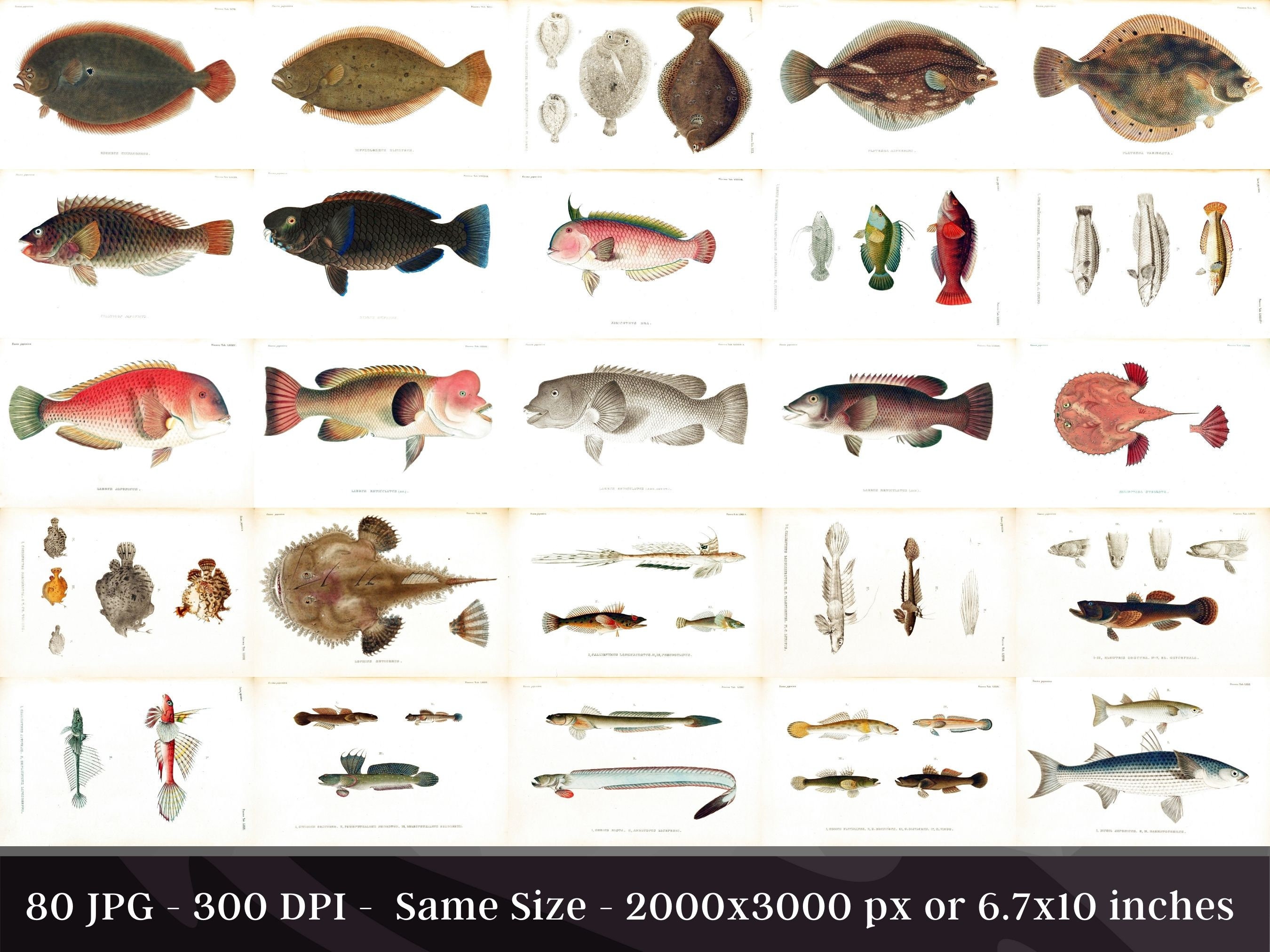 Restored Japanese Fauna V2 Pisces | 80 HQ Printable Fish Illustrations ...