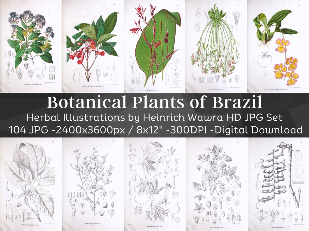 Botanical Plants of Brazil by the Emperor of Mexico Maximilian I 104 ...