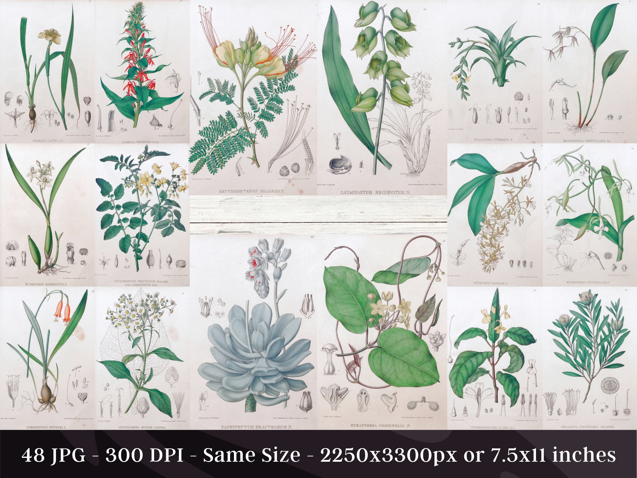 Rare Plants of Berlin Royal Botanic Garden 48 Botanical Illustrations ...