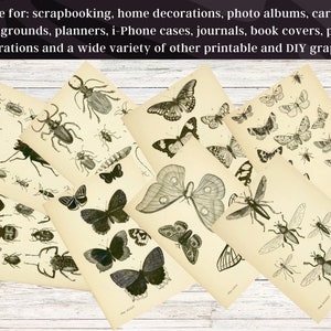 Rare Beetle Entomology 87 HD Images | Bug, Butterfly, Wasp, Bee, Moth ...