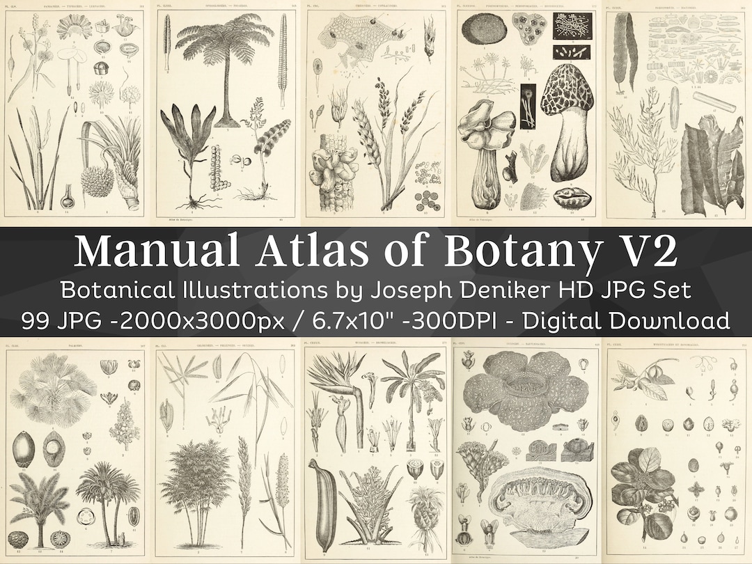 Botanical Manual Atlas 99 Illustration Set 2 | Botany Images Medicinal ...