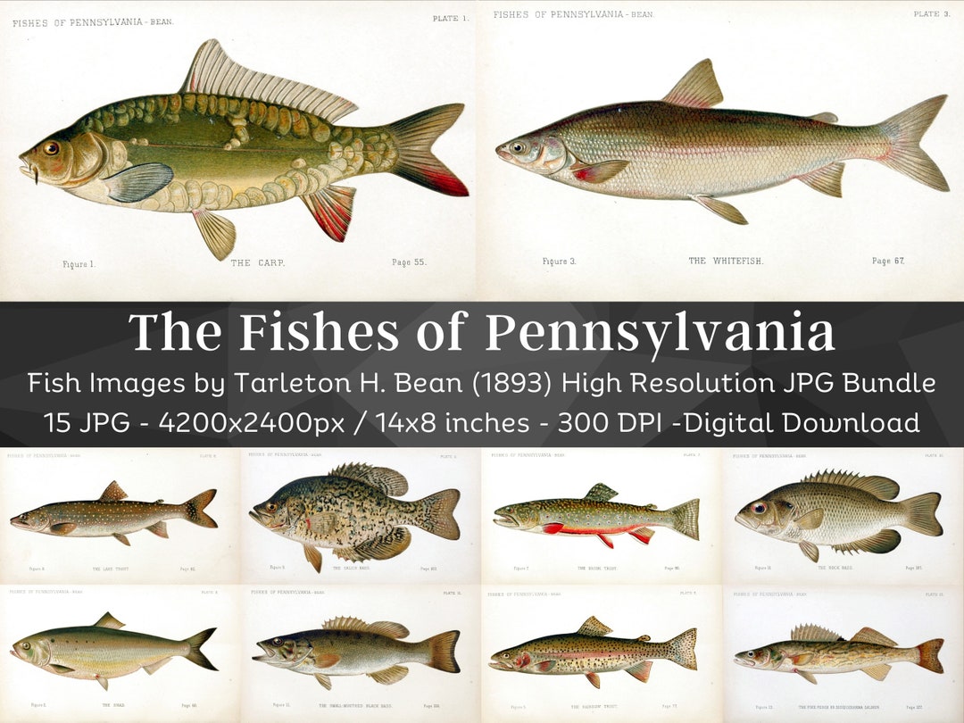 The Fishes of Pennsylvania by Tarleton H. Bean Set| 15 HD Nautical Fish ...