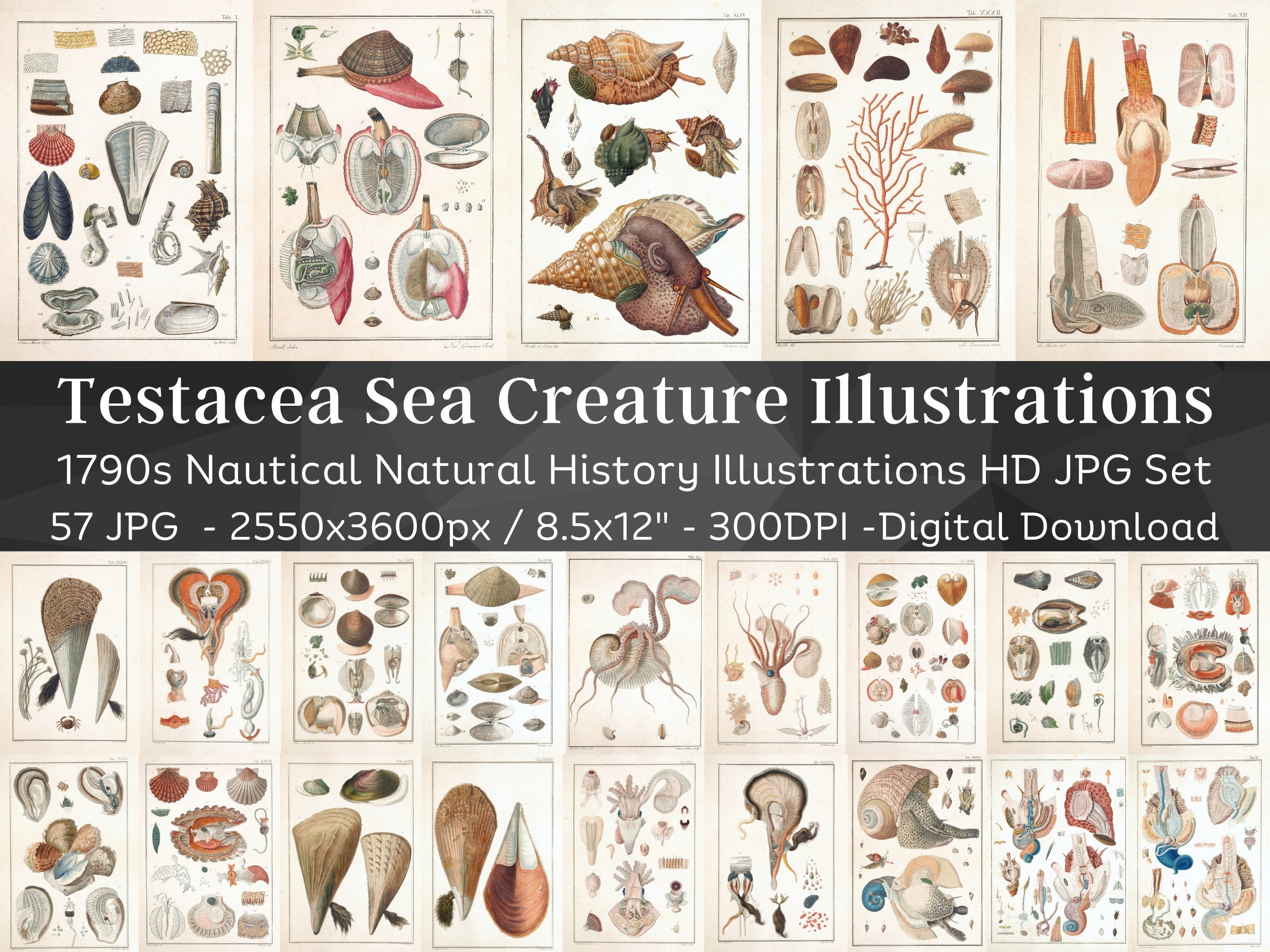 Testacea of Sicily, Their History & Anatomy 57 Sea Creature ...