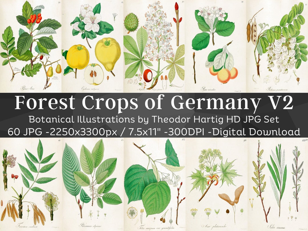 Forest Crops of Germany 60 Botanical Illustrations V2 | Green Tree ...