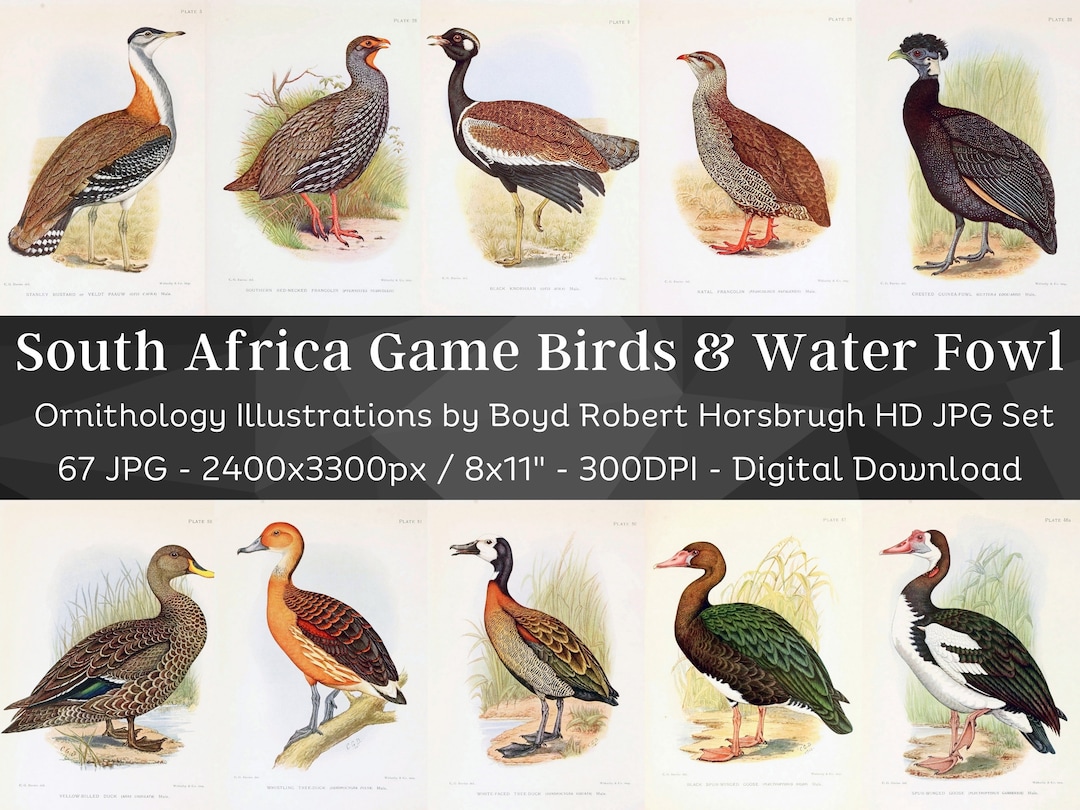 Game Birds & Water Fowl of South Africa 67 HD Image| Quail Pigeon Goose ...