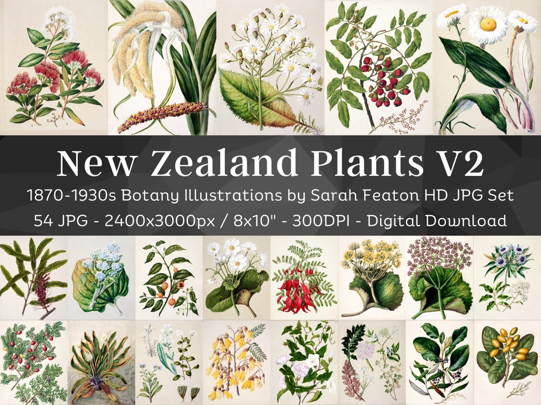 54 Gorgeous New Zealand Botanical Illustrations V2| Botany Wall Art Set ...