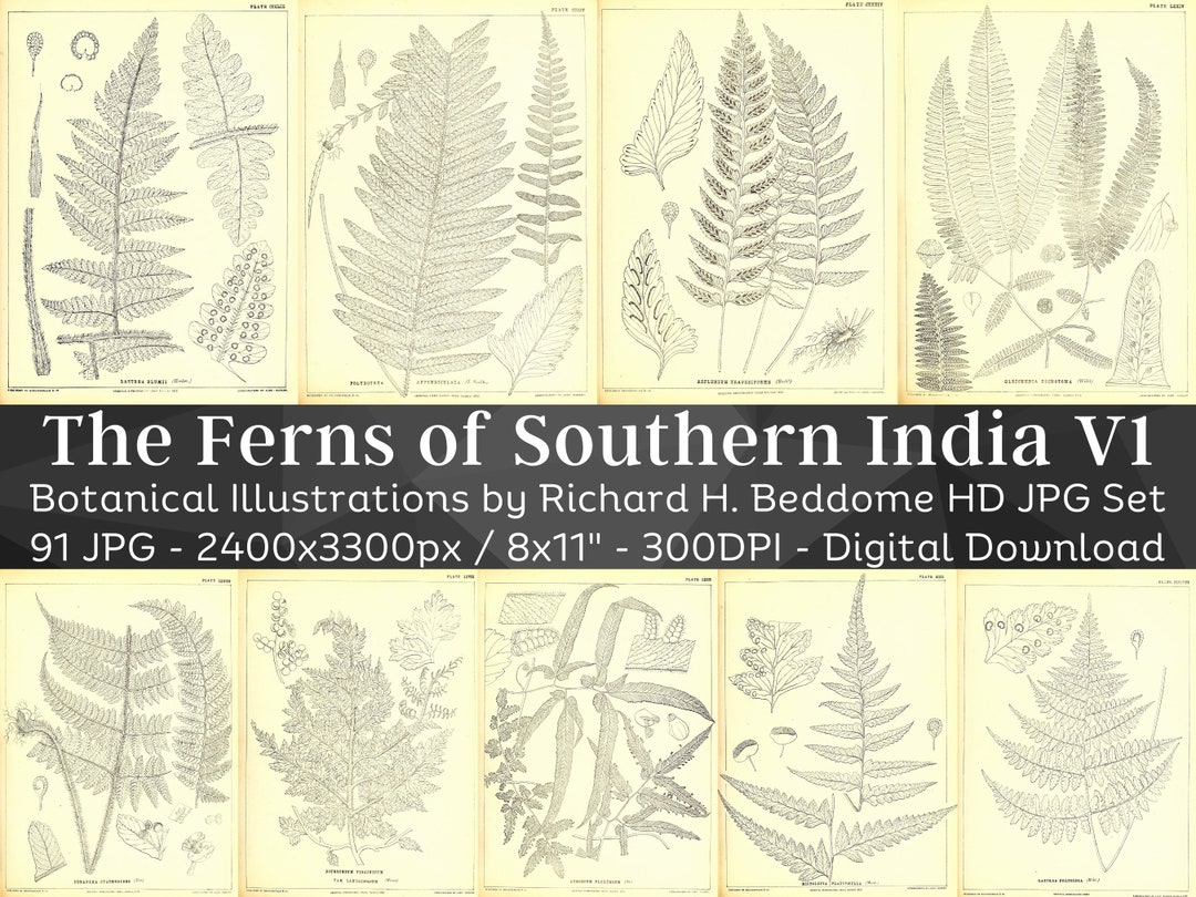 The Ferns of Southern India 91 Botanical Illustrations V1| Botany ...