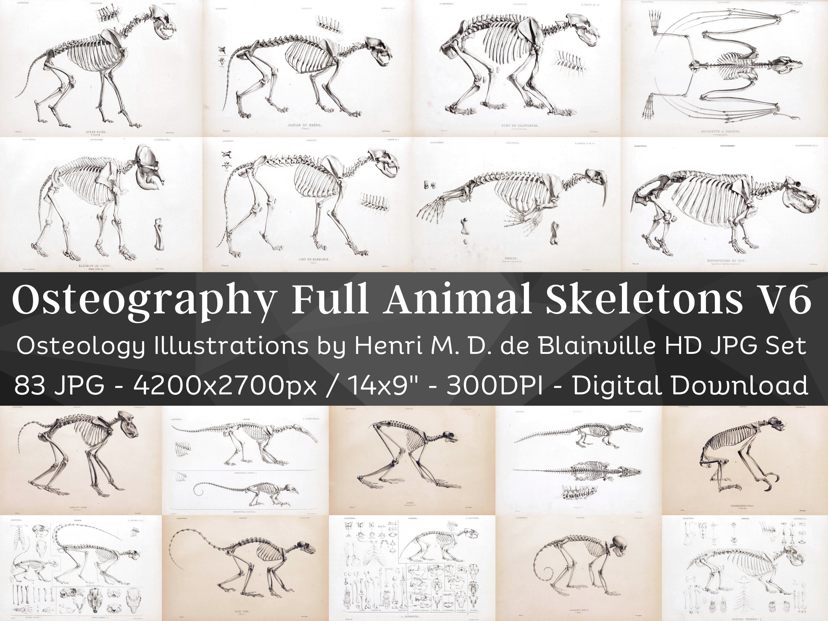 Osteography Vintage Bone Anatomy 83 HD Illustrations V6| Dark Academia ...
