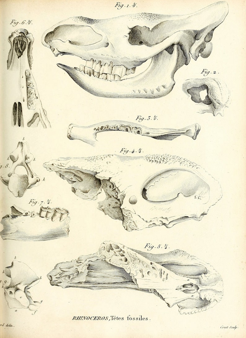 Quadrupeds Fossil Bones 63 HD Images V1 | Card Making Clipart Digital ...