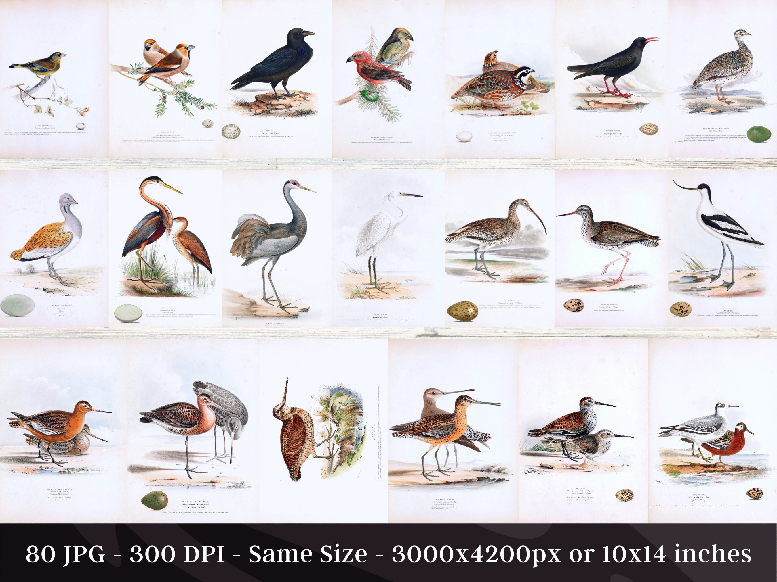 British Birds 80 HD Images V2 Ornithological Old Folio Pages | Wren ...
