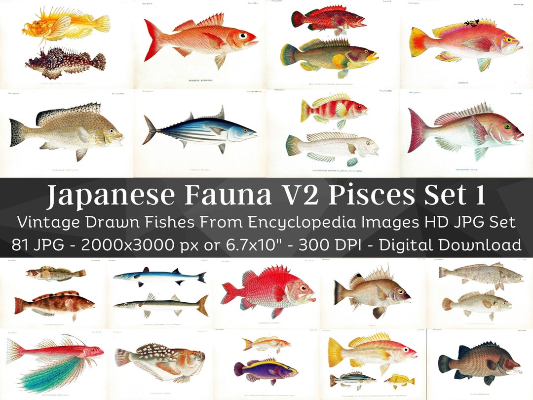 Restored Japanese Fauna V2 Pisces | 81 HQ Printable Fish Illustrations ...