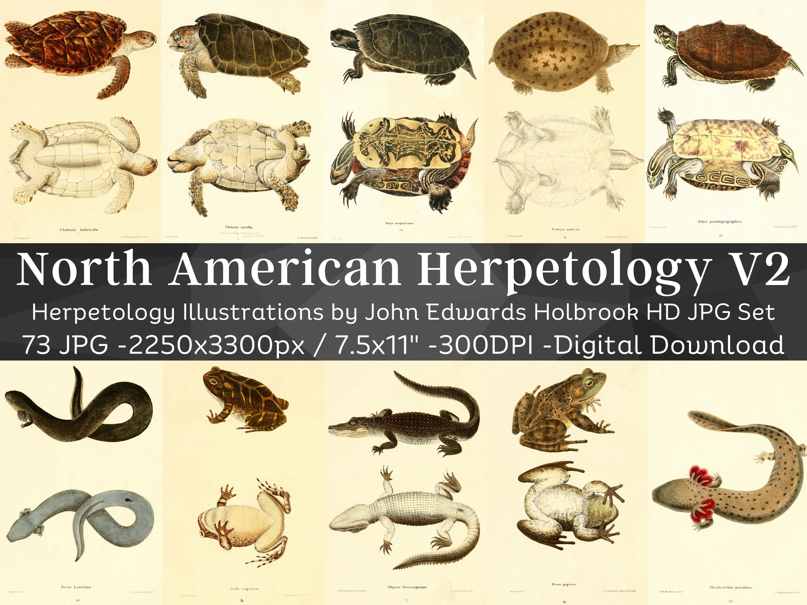 North American Herpetology 73 HD Images V2 Amphibian Reptile Turtle ...