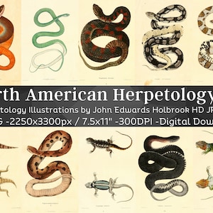 North American Herpetology 73 HD Images V1| Amphibian Reptile Snake ...