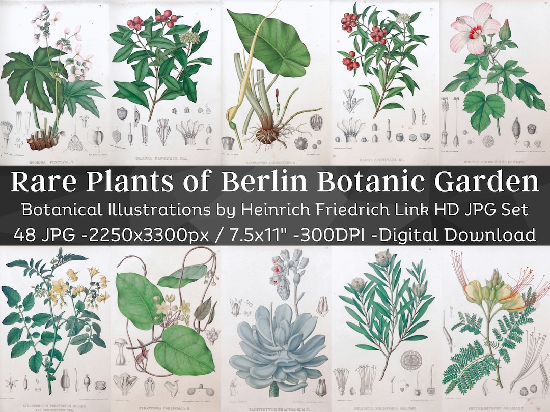 Rare Plants of Berlin Royal Botanic Garden 48 Botanical Illustrations ...