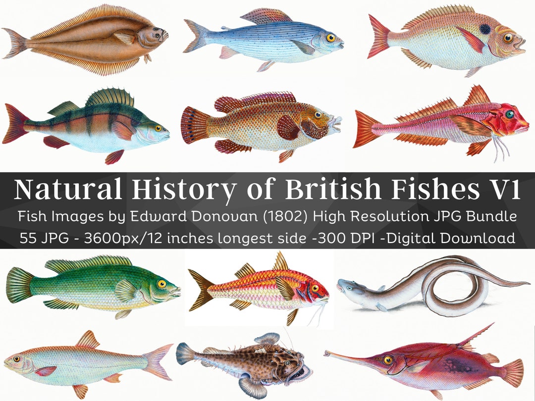 Natural History of British Fishes by Edward Donovan Set 1 | 55 HD ...