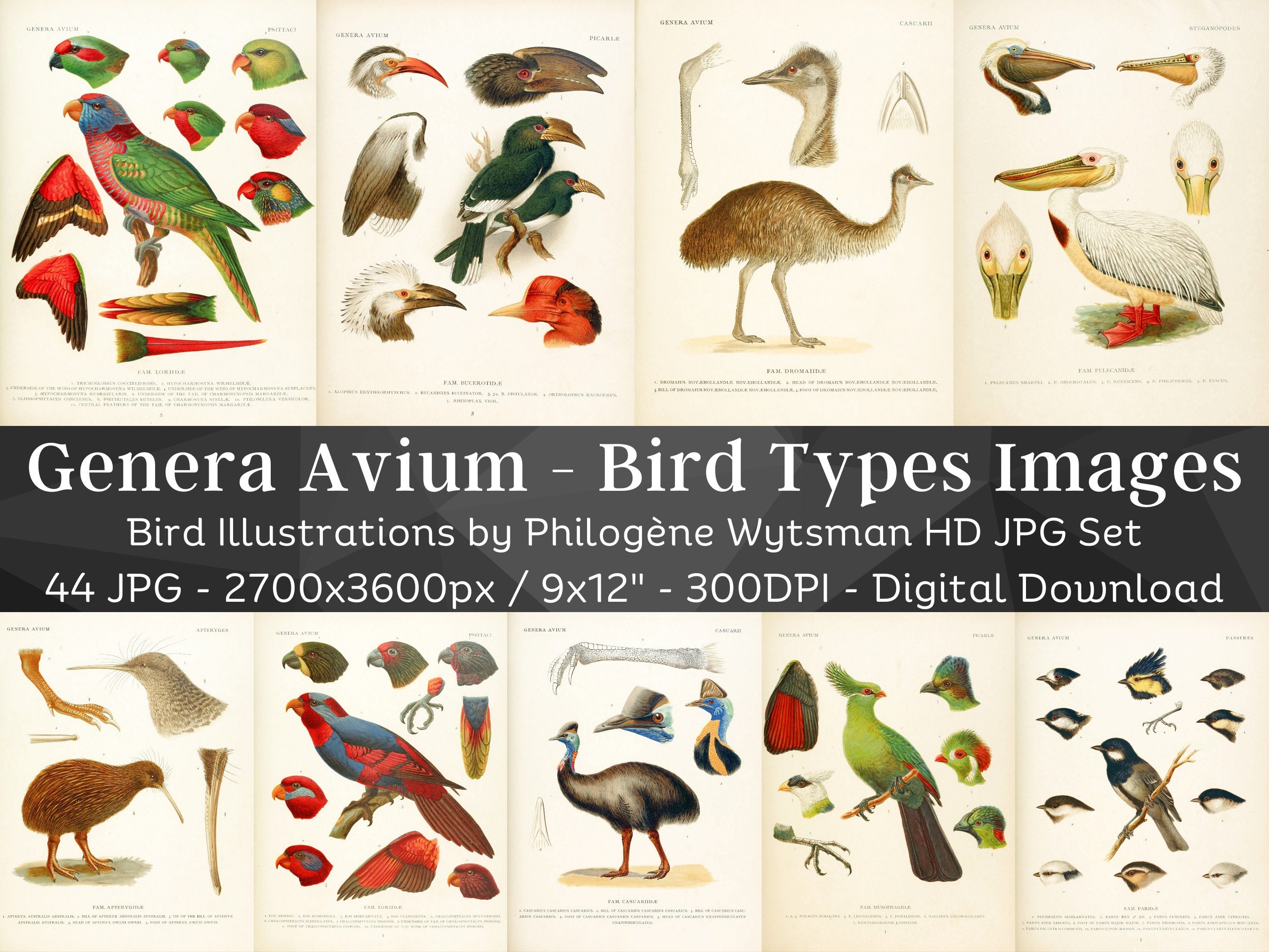 Genera Avium Bird Types HD Images | Clipart Digital Paper Craft Cards ...