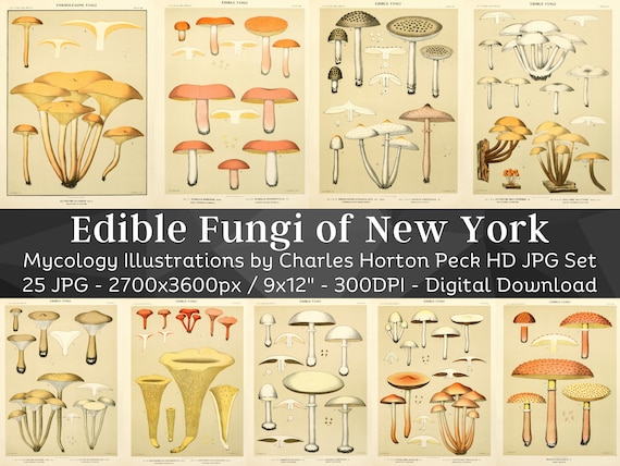 Tipos De Hongos PDF) NUEVO REGISTRO DE Leratiomyces Ceres