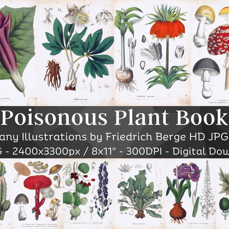 Mushroom Painting Botany - Etsy