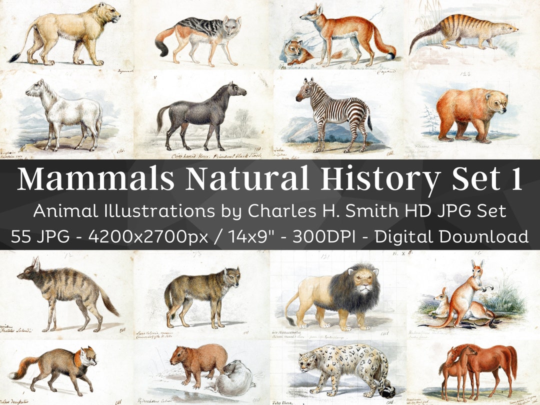 Mammal Animal Illustrations 55 HD Image V1| Card Making Clipart Digital ...