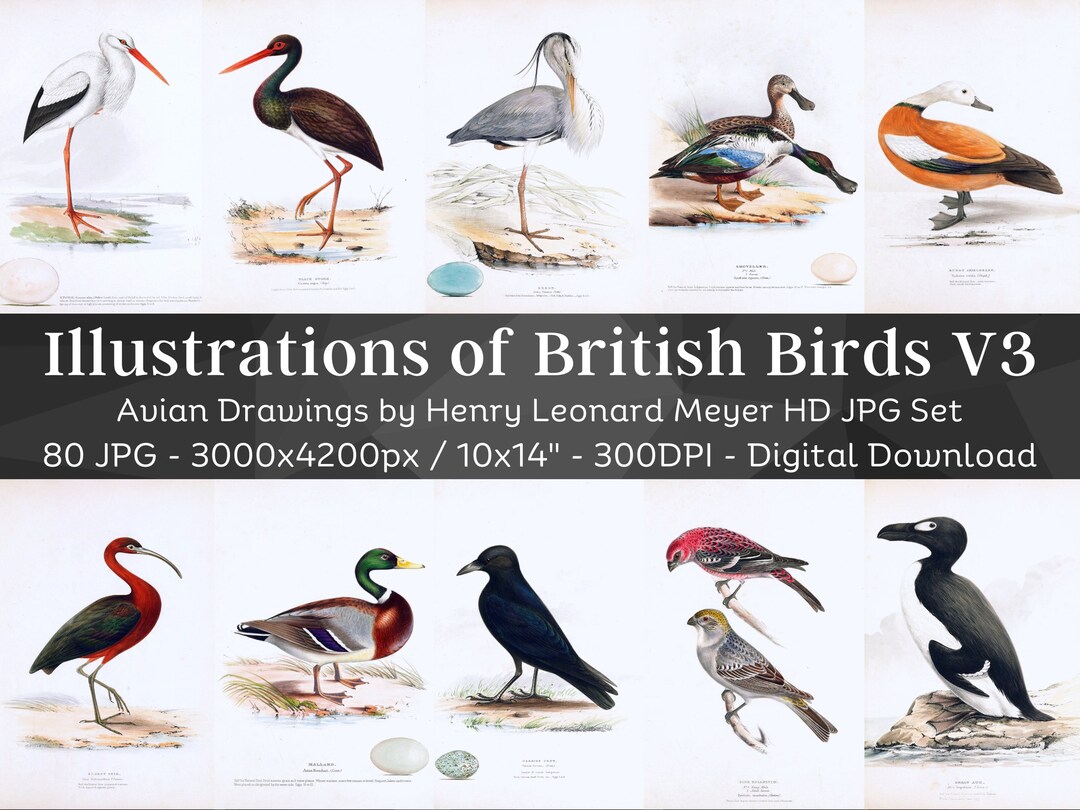 British Birds 80 HD Images V3 Ornithological Old Folio Pages ...
