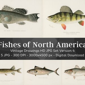 5 HQ Printable Fishes of North America Fish Illustrations - Etsy