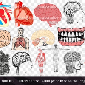 Human Anatomy Clipart Set 37 PNG | Human Body Organ Clip Art | Brain ...