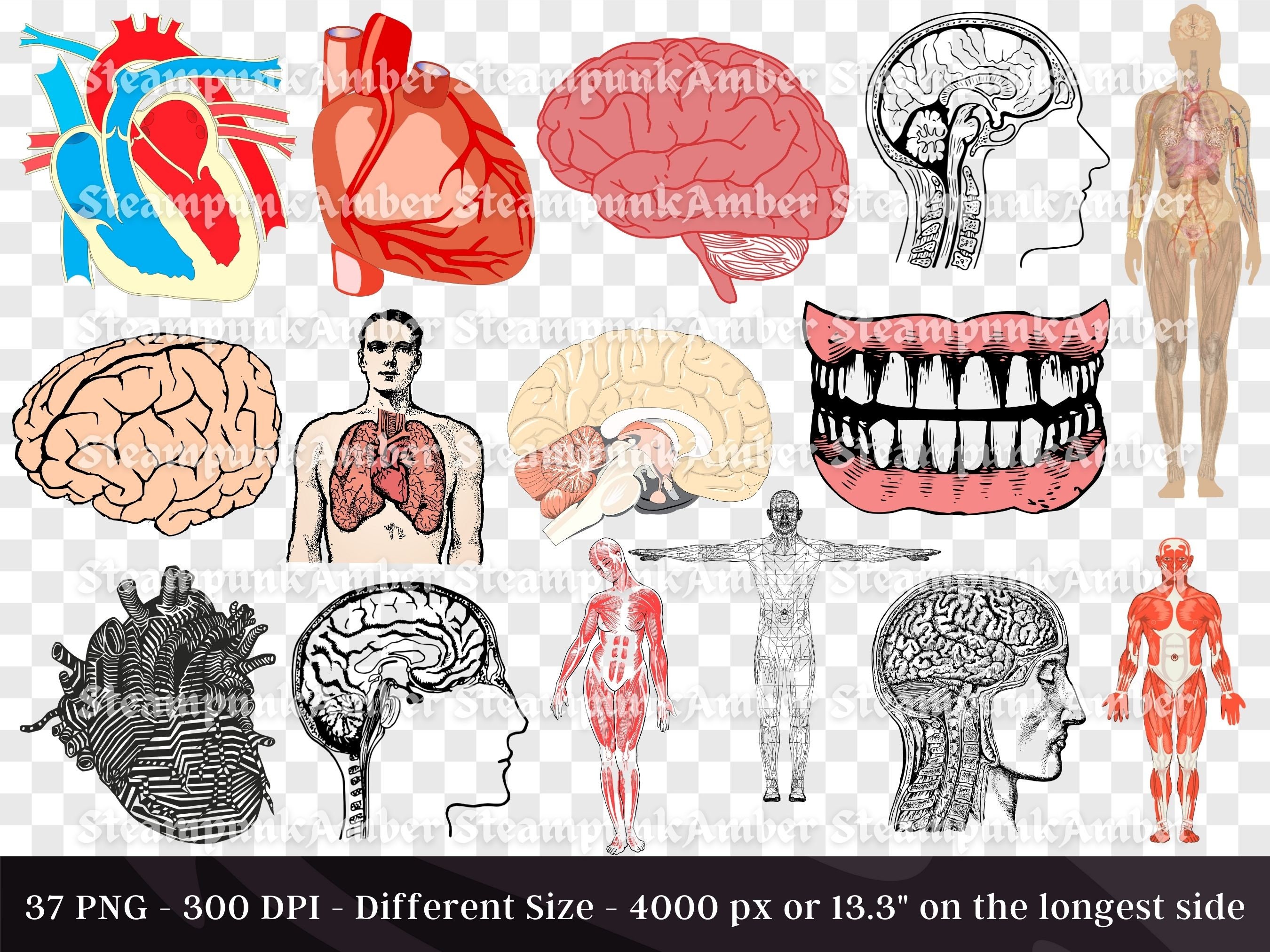 Human Anatomy Clipart Set 37 PNG Human Body Organ Clip Art Brain Heart ...