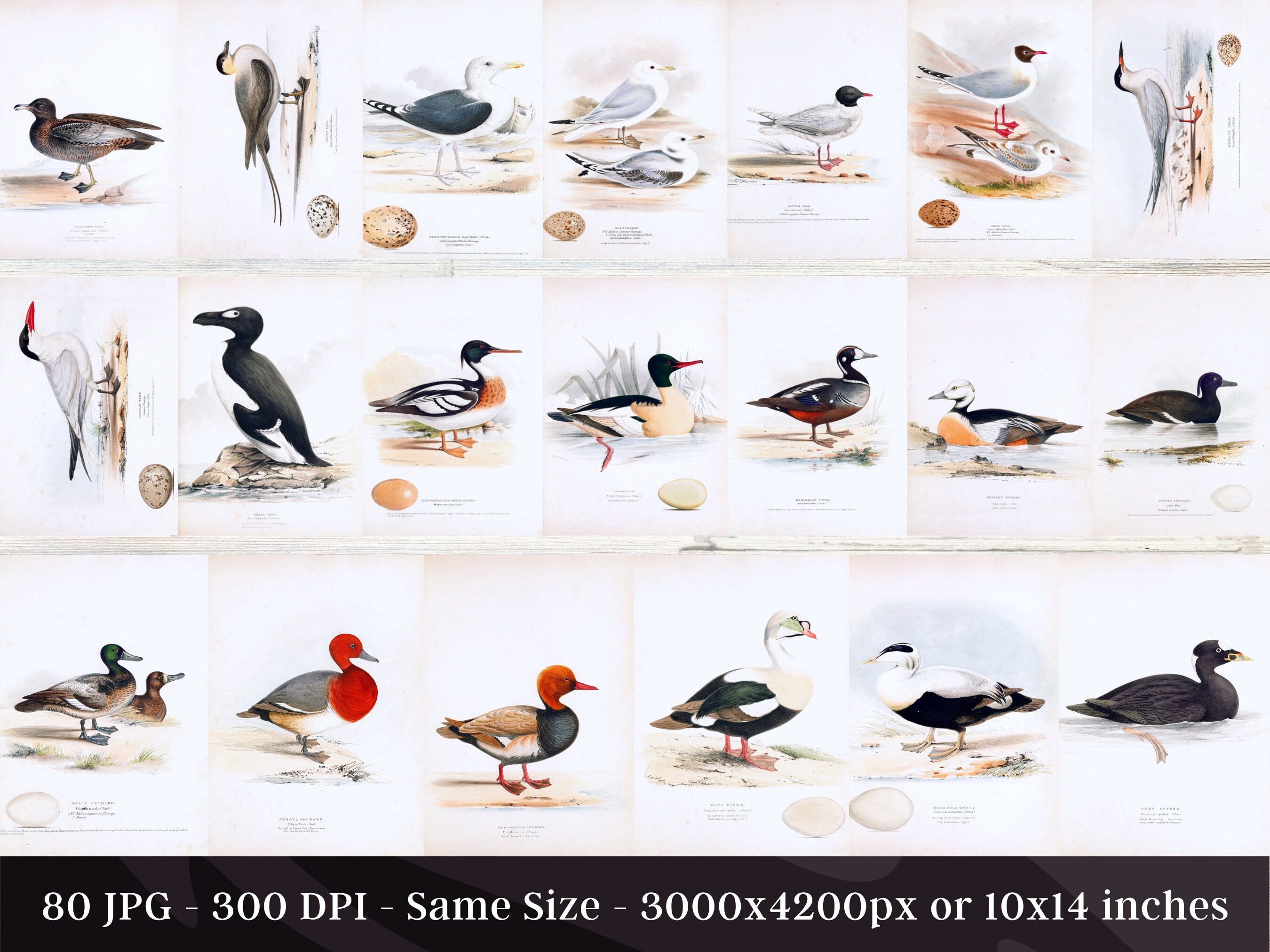 British Birds 80 HD Images V3 Ornithological Old Folio Pages ...