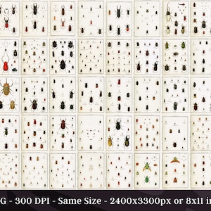 Entomology or Natural History of Insects 121 HD Images V1 | Bug, Beetle ...