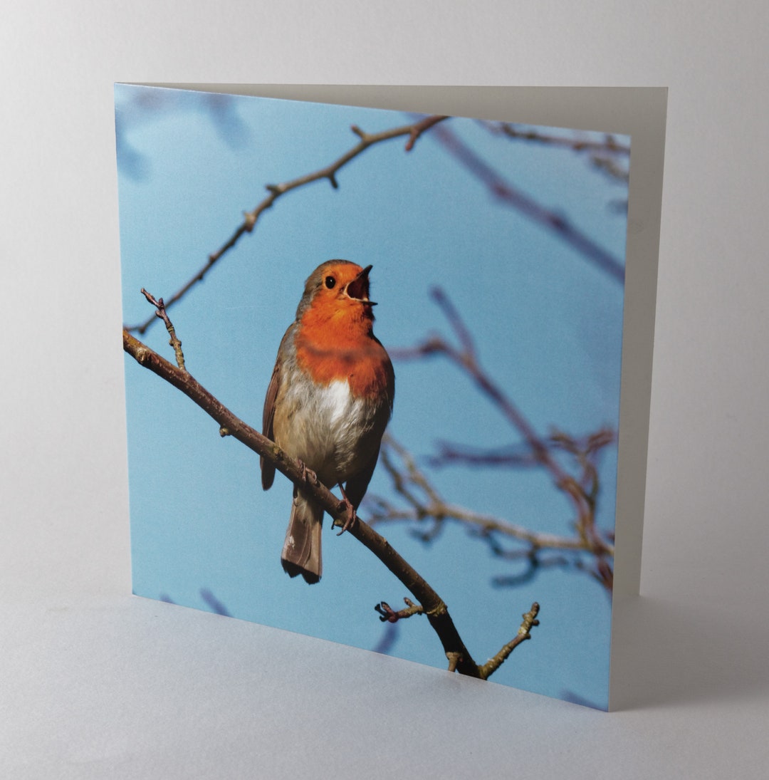 Singing Robin Christmas Cards Pack of 5 Wildlife Photography Charity ...
