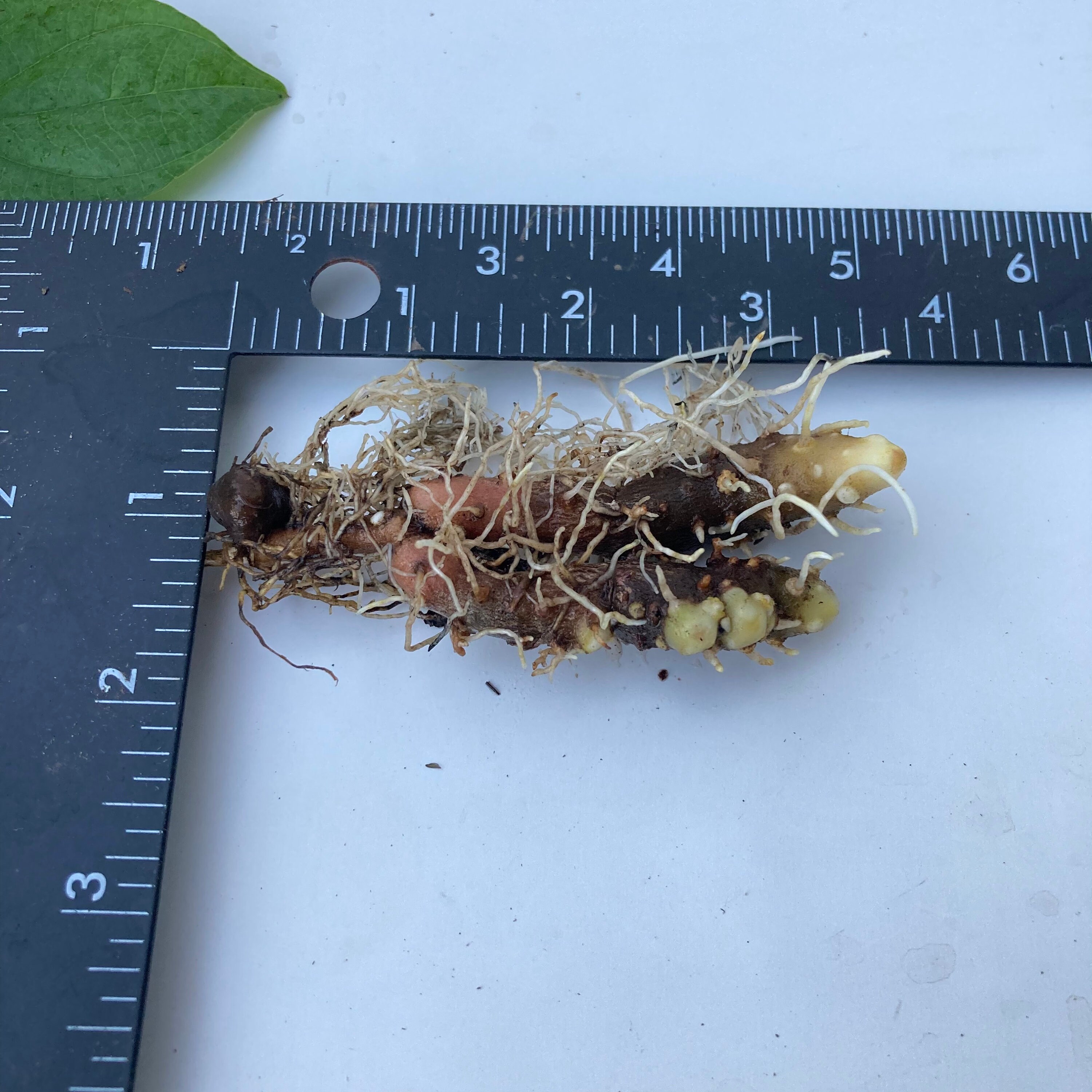 September 2025 New Organic Chinese Air Potatoes 10, 20 or 30 Iron Stick ...