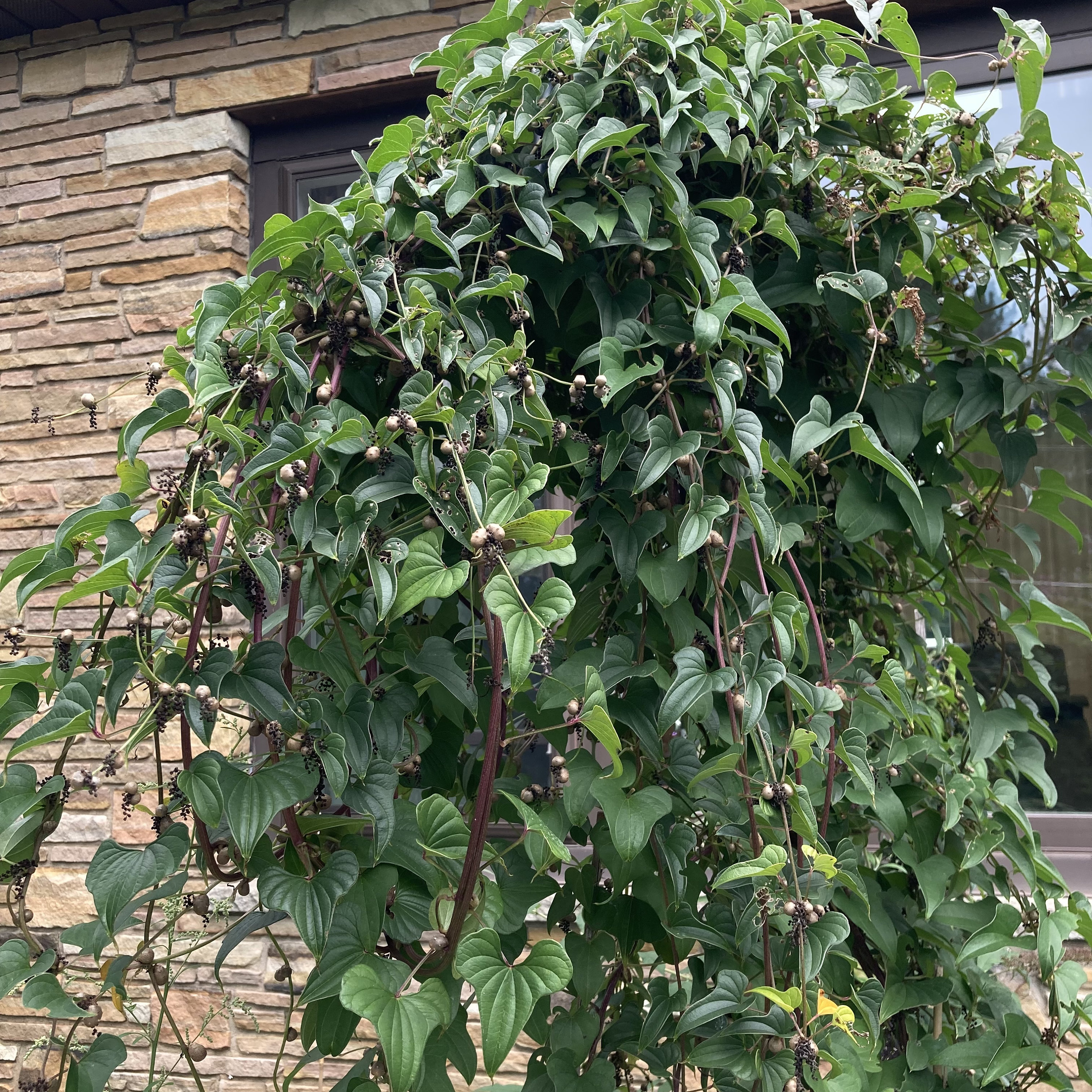 September 2025 New Organic Chinese Air Potatoes 10, 20 or 30 Iron Stick ...