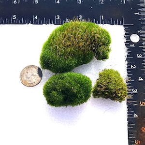 Fire Moss/ Ceratodon Purpureus Bonsai, Terrarium, Fairy Garden, Moss ...
