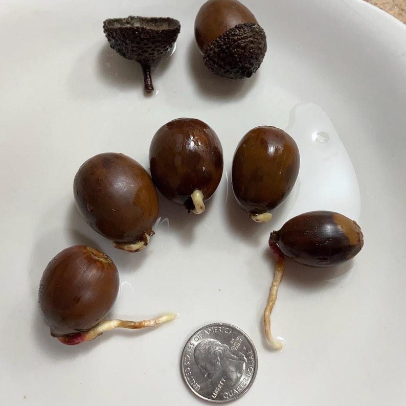 Chestnut Oak Nuts Germinated / Sprouted/acorns 4 Planting , Quercus ...