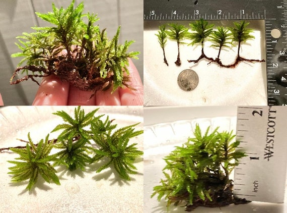 American Tree Moss Climacium Americanum Tree Climacium Moss - Etsy