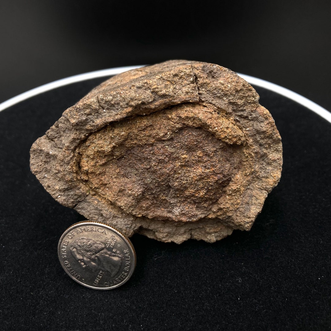Unique Iron Concretion Looking Like a Half Fossil Egg, for Rock ...