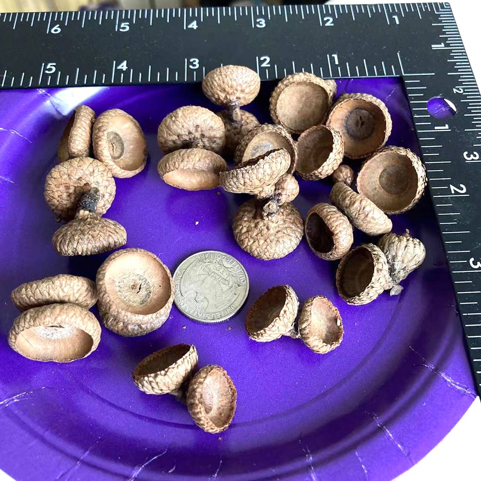 16 Pairs Unique Acorn Cap Doubles /twins Oak Tree Nut Caps for Crafting ...