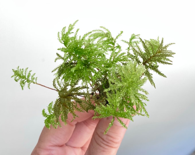 Cultivated Menzies’ Tree Moss, Palm Tree Moss, Leukolepis Acanthoneuron ...