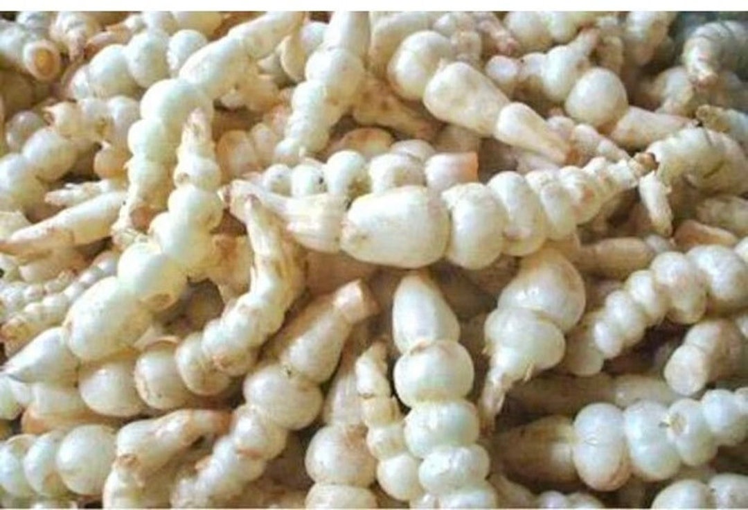 Organic Crosne 5, 10, or 15 Organic Chinese Artichokes 甘露子宝塔菜草石蚕 ...