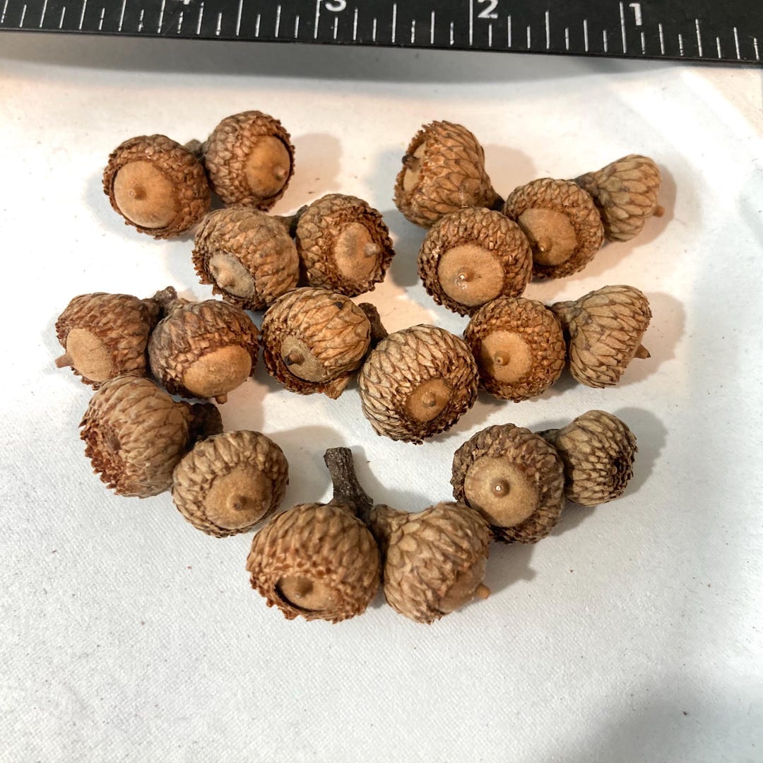 Overcup Oak Acorn Caps With Immature Nuts for Crafting (20 Singles/10 ...