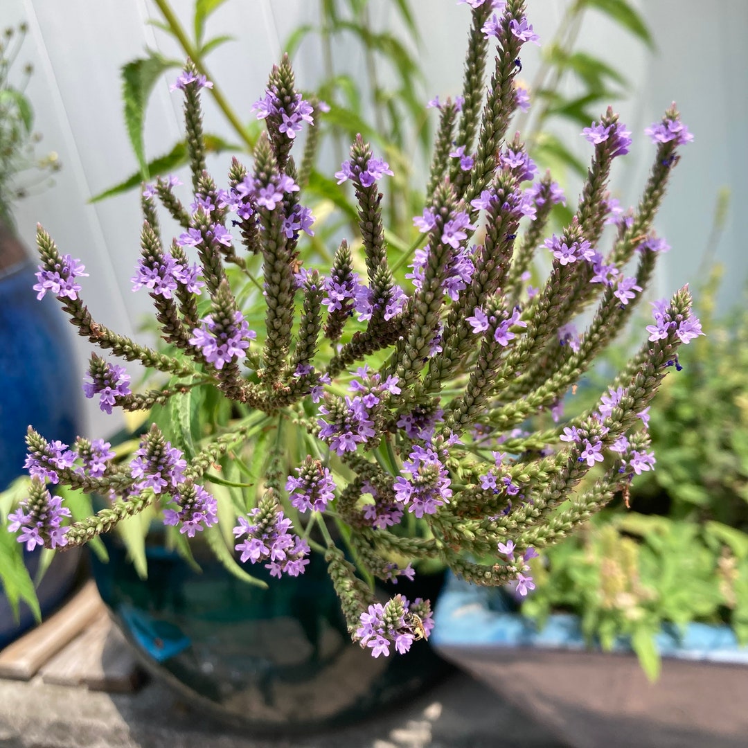 Organic Dried Blue Vervain From My Garden and Flower Pot, Herb - Etsy